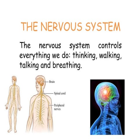 The unit 1 nervous system | PPT | Brain and Nervous System Disorders ...