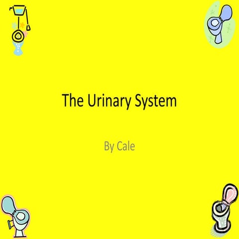 The Urinary System | PPTX
