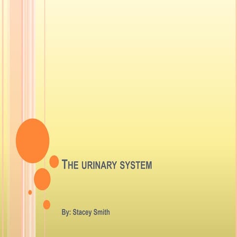 A&P Chapter 30 The Urinary System | PPT