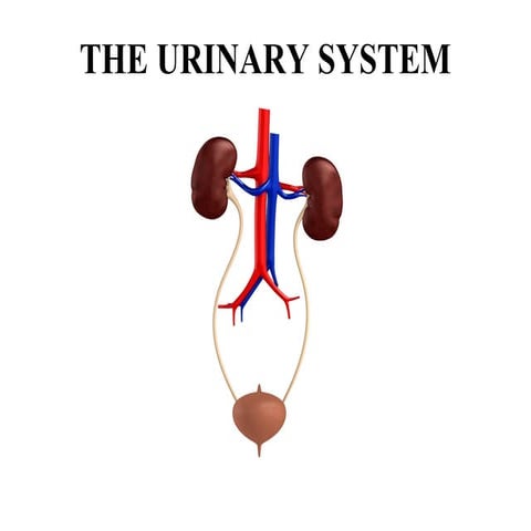 The urinary system | PPT