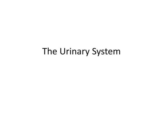 Excretory system | PPT