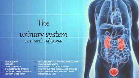 Excretory system | PPT