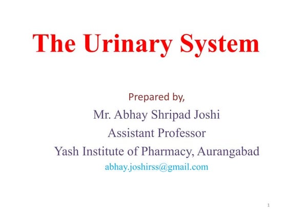 Urinary System Anatomy - ppt | PPT