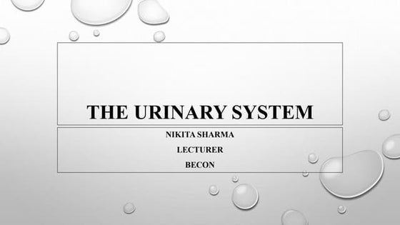Anatomy and physiology (urinary system) | PPT