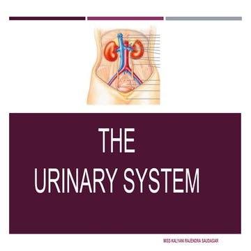 The urinary system | PPT