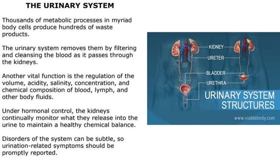 Project On Human Urinary System - Presentacion | PPT