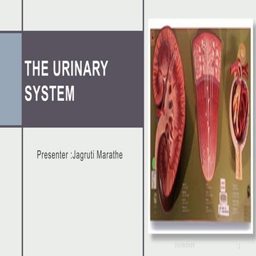 THE URINARY SYSTEM.pptx
