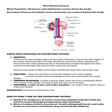 The Urinary System ( Parts and its Functions) | PDF
