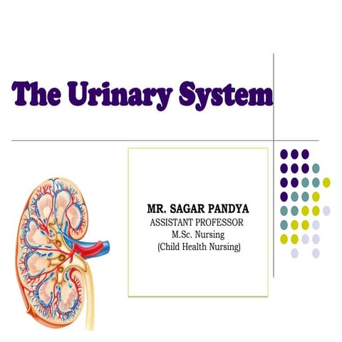 Understanding the Urinary System: Structure, Function, and Health | PPT