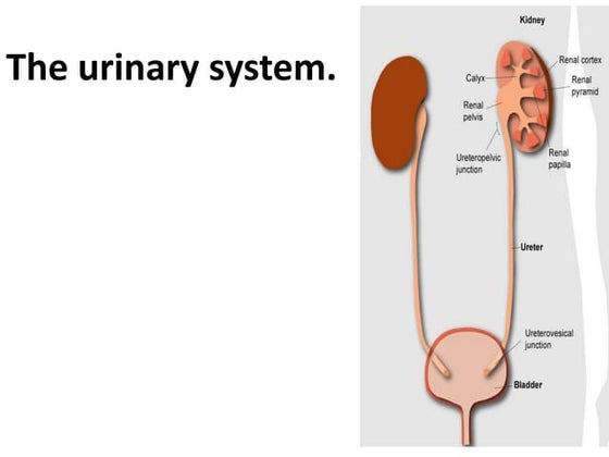 urinary system: a summary of its anatomy.pptx