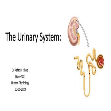 The basic intro to Urinary System_10-6-2024.pptx