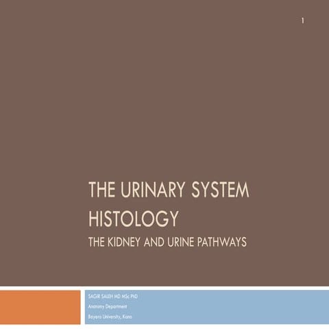 THE URINARY SYSTEM HISTOLOGY FOR MEDICAL STUDENTS IN BRIEF PDF | PDF