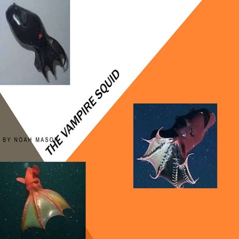 The vampire squid_sn2 (2) | PPTX