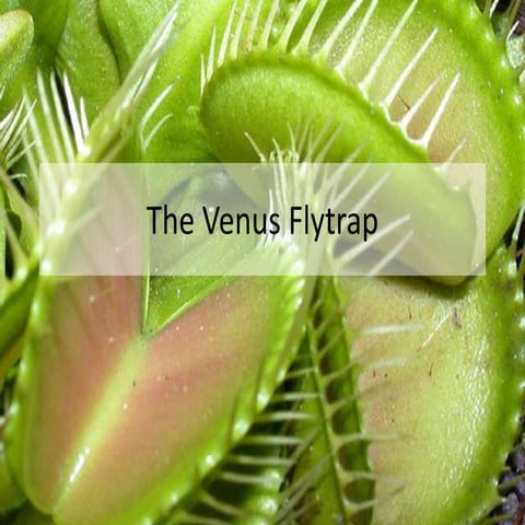 The venus flytrap | PPTX