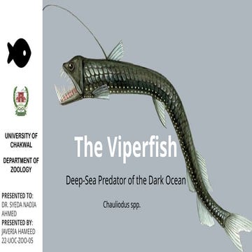 Viperfish (Chauliodus spp.): Classification, Deep-Sea Adaptations ...