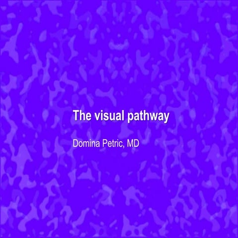The visual pathway | PPSX