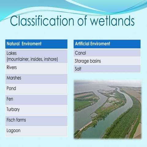 The wetlands | PPT