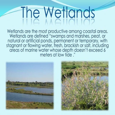 The wetlands | PPTX