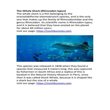 The Whale Shark | PDF