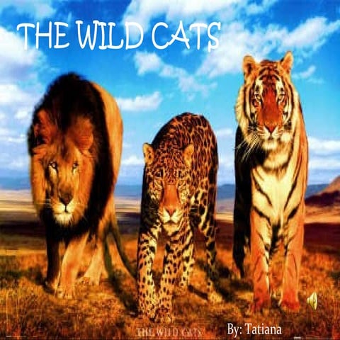 The wild cats | PPT