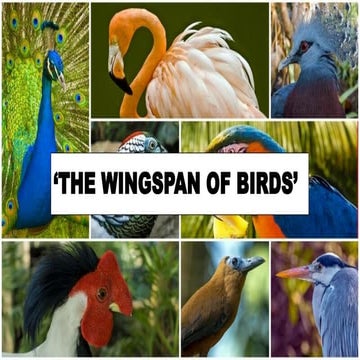 THE WINGSPAN OF BIRDS’.pptx ENGLISH CLASS 10 | PPTX