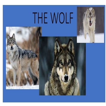The wolf | PPT