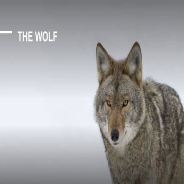 The wolf.pptx