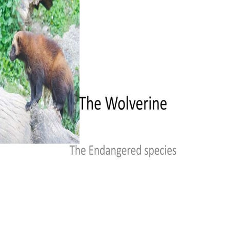 The wolverine | PPTX