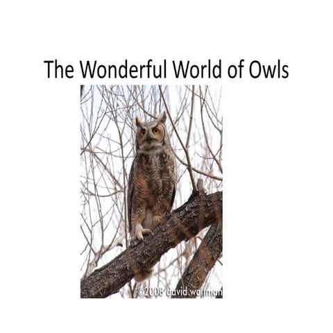 The wonderful world of owls | PPTX