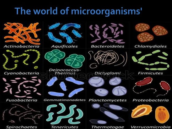 Harmful and Useful Microorganisms Presentation | PPTX