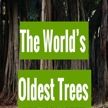 The world’s oldest trees | PPT