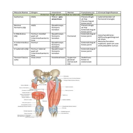 Lumbar triangle(Petit’s triangle) and it’s anatomical characteristics ...