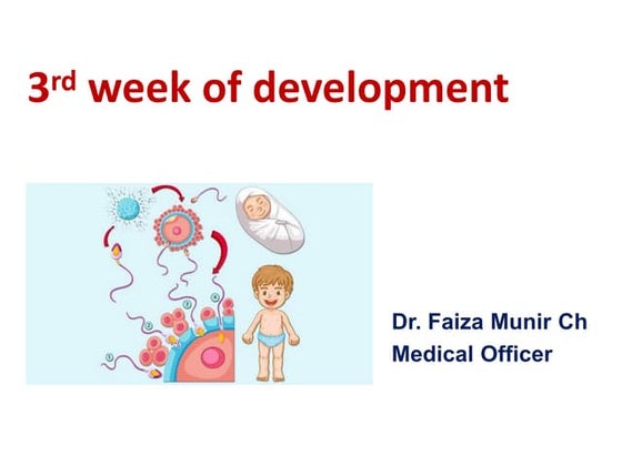 3rd week of human development | PPTX | Biological Sciences | Science