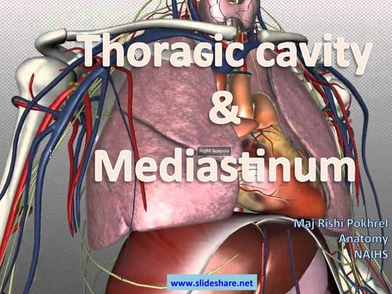 Anatomy of mediastinum | PPTX