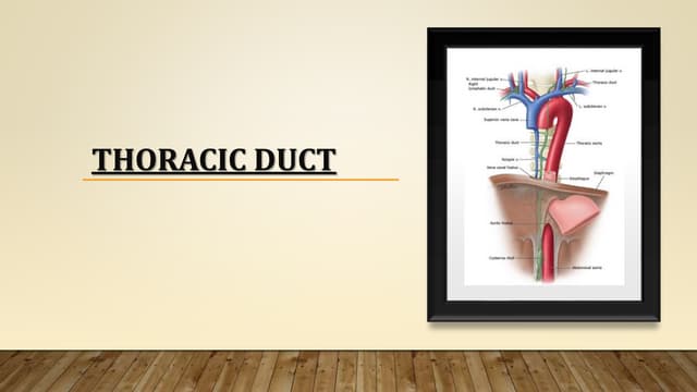 thoracic duct | PPT