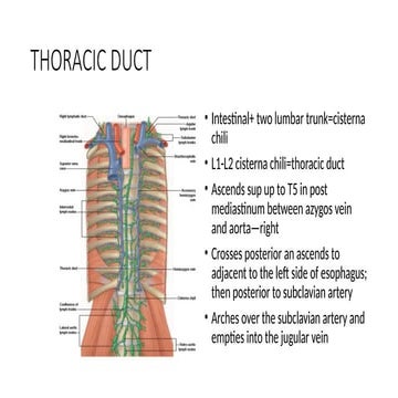 Anatomy Of Thoracic Duct Lymphatic System Review Introduction