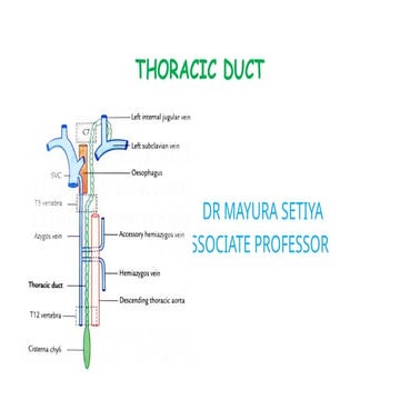 Thoracic duct Its course relations origin and termination and ...