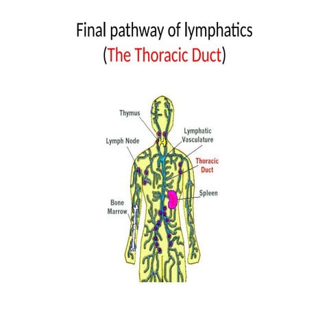 Thoracic ducts, Azygos and hemi Azygos.pptx