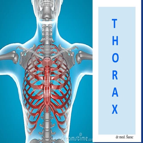 Thorax | PPT