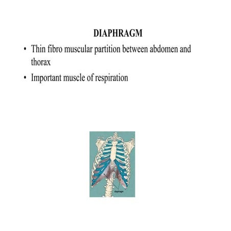 Anatomy of The Diaphragm | PPTX
