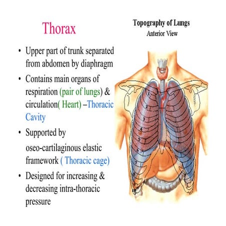 ThoraxThis thorax of the axial skeletal system is very important ...