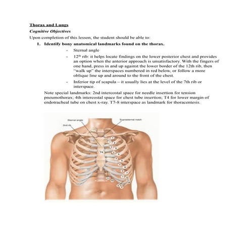 Thorax and lungs | PAGES