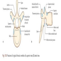 Surface Markings of Thorax.pptx