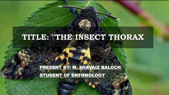 Insect Order : apterygota | PPT