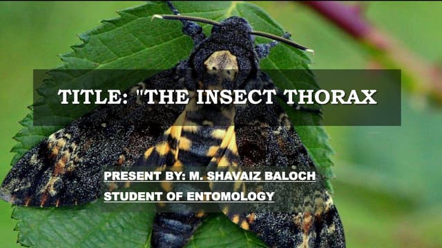 Insect thorax : Its areas, structure, function and modification in ...