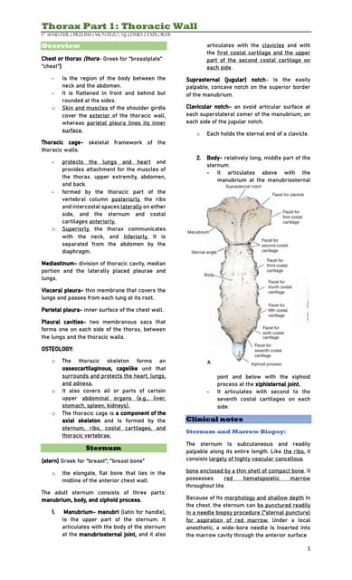 Sternum | PPTX | Death, Injury, or Military Conflict | Sensitive Topics