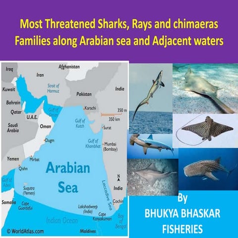 Arabian Sea Sharks