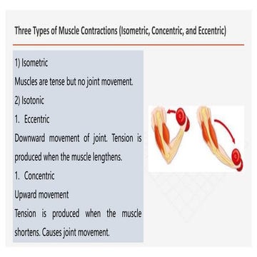 Three Types of Muscle Contractions (Isometric,.pptx