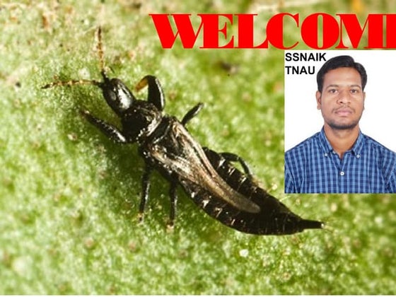 Setora nitens (Neetle Caterpillar) | DOCX