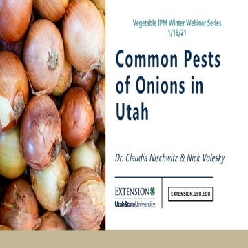 Thrips in Utah Potato Production | PPTX